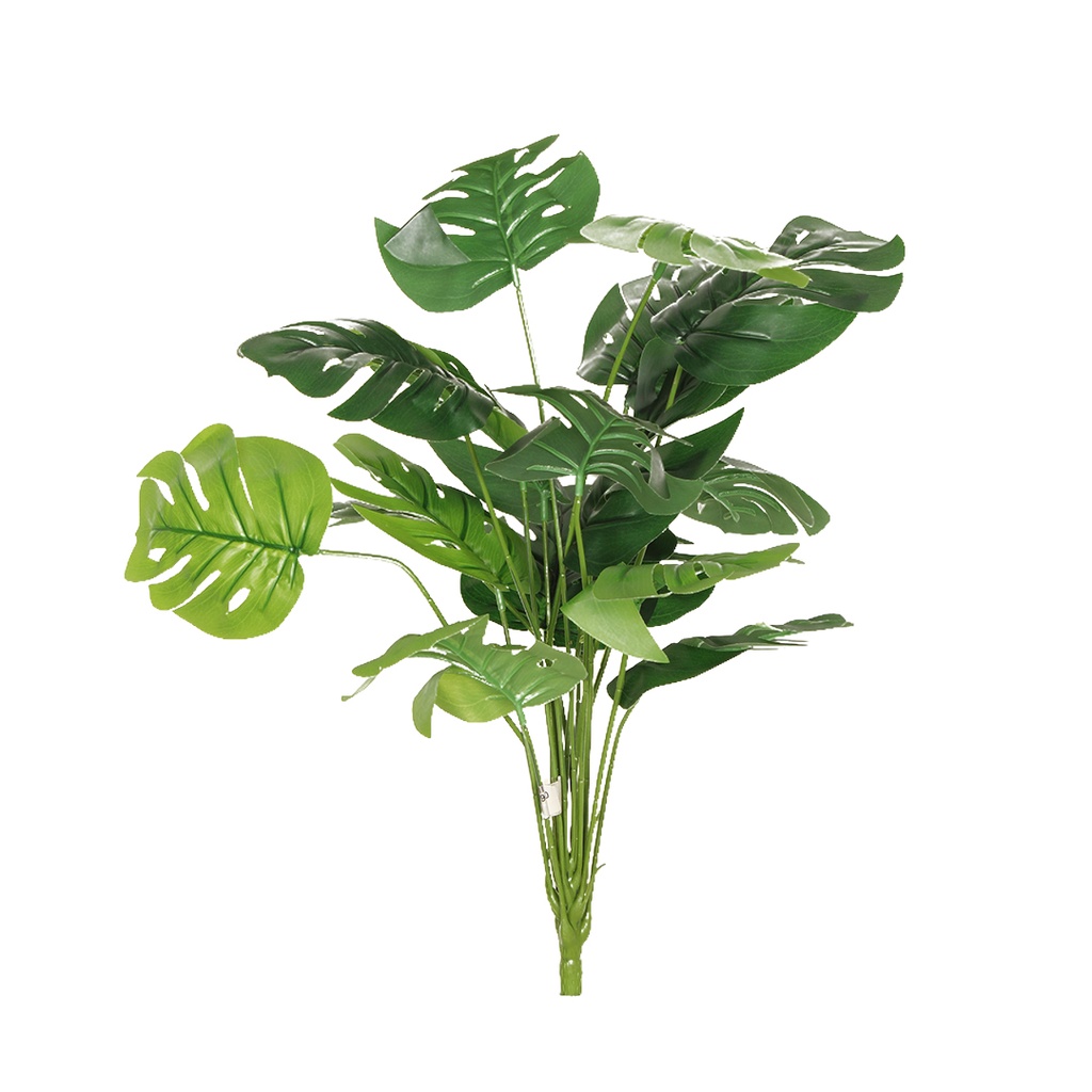 Ramo Costilla de Adan | Viva Muebles